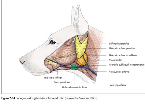 Salivary Mucocele In Dogs Symptoms And Treatment Artofit