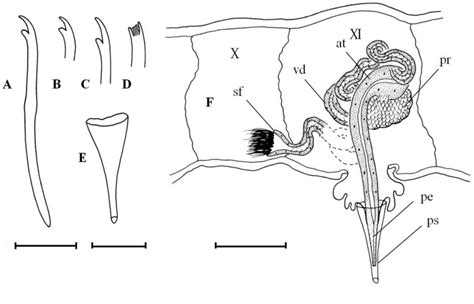 Tubifex Montanusa C Ventral Chaetae In Ii Xviii And Xxix D Dorsal