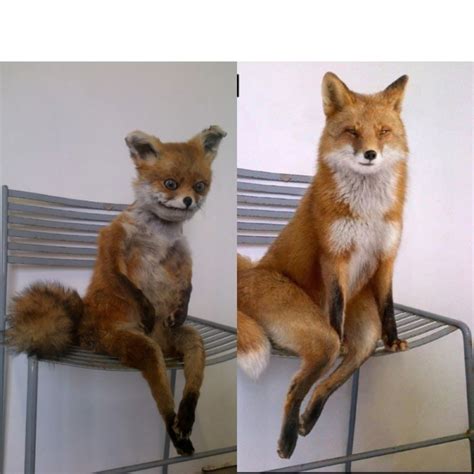 Create Comics Meme Fox Stoned Fox A Stuffed Fox Comics Meme