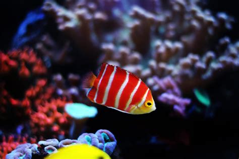 3 Most Expensive Saltwater Fish Rare Aquarium Fish Algaebarn
