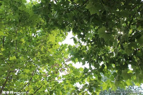 阳光透过树冠 摄影图 自然风景 自然景观 摄影图库 昵图网