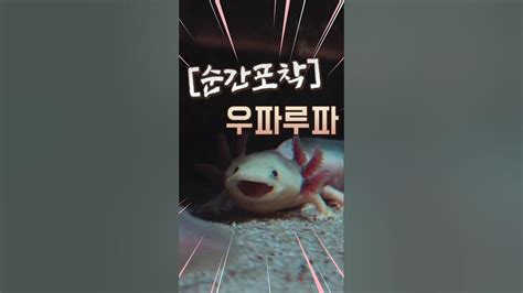 우파루파움파룸파 Aquagarden Aquascape Aqua Aquarium Terrarium Paludarium 아쿠아가든 아쿠아카페 테라리움 우파루파 물고기카페