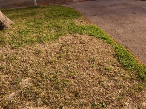 St Augustine Decline Lawn Care Forum