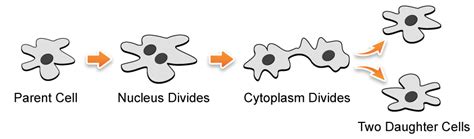 Multiple Fission Asexual Reproduction