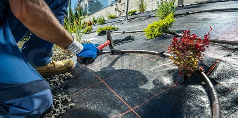 Garden Watering Technologies Specialist Installing Drip Irrigation Pipeline Stock Image