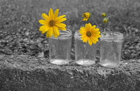 데이지 꽃들 자연 Pixabay의 무료 사진 Pixabay