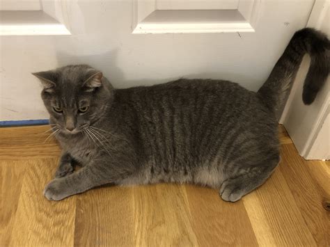 How Does My Cat Rate On The Chonker Scale Rchonkers