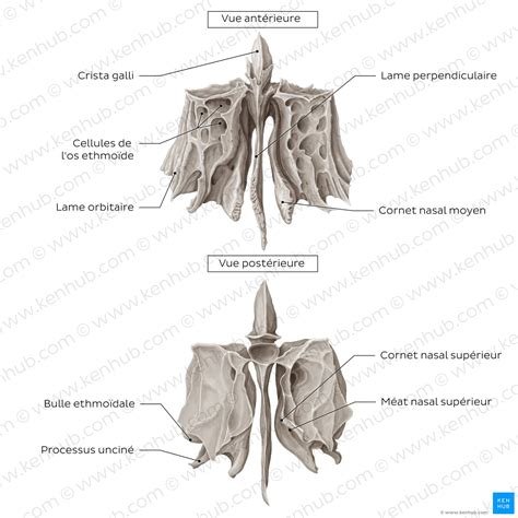 Os Ethmoïde Anatomie Limites Et Pathologies Kenhub