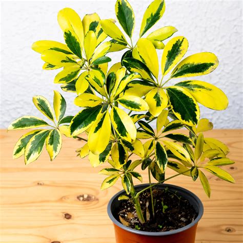 Información Completa Para El Cuidado De La Cheflera Todo Lo Que