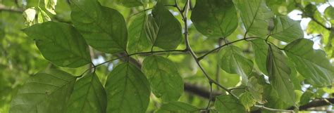 Karanda Indian Beech Tree Pongamia Pinnata Trees In Sri Lanka