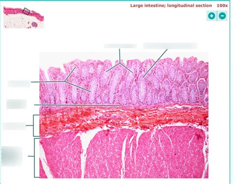 Large Intestine Histology Diagram Quizlet