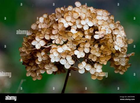 Hydrangea Deadhead Dried Flower Dead Bigleaf Hydrangea French