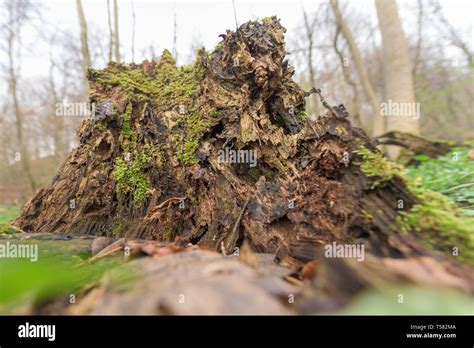 Habitat Is Insects At Rudolph Nagel Blog