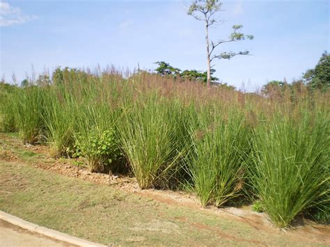 Vetiver Grass Technology Philippines Mandaluyong