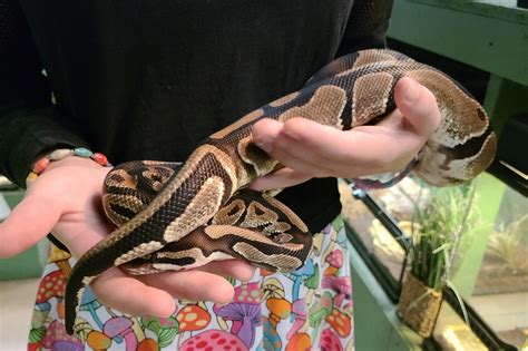 Python Regius Normal Ball Python Choco Taco 12 Year Old
