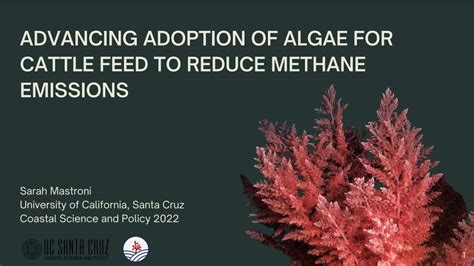 Watch Recordings From The 2022 Csp Capstone Research Symposium Coastal Science And Policy Program