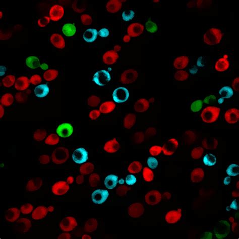 Evolution Finds A Way Around DNA Replication Problems ELife Science Digests ELife
