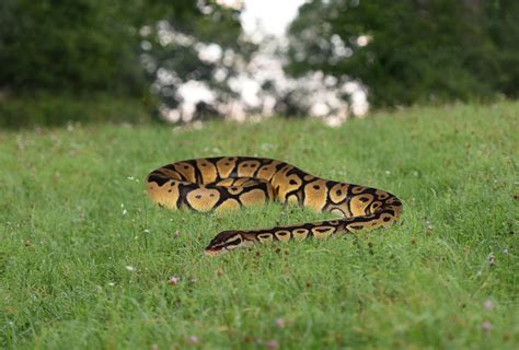 21 Python Overlays Etsy