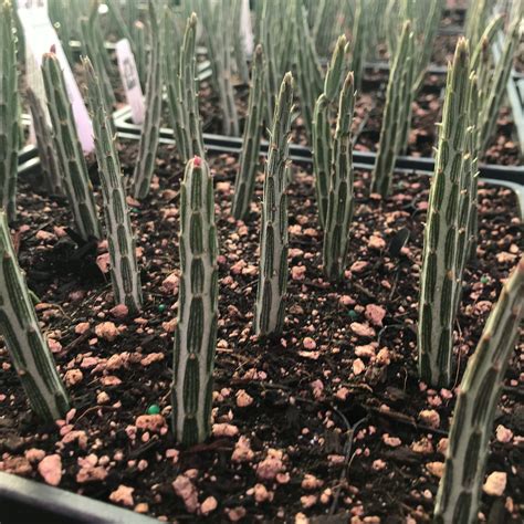 Senecio Stapeliiformis Pickle Plant 2 Pot Little Prince Of