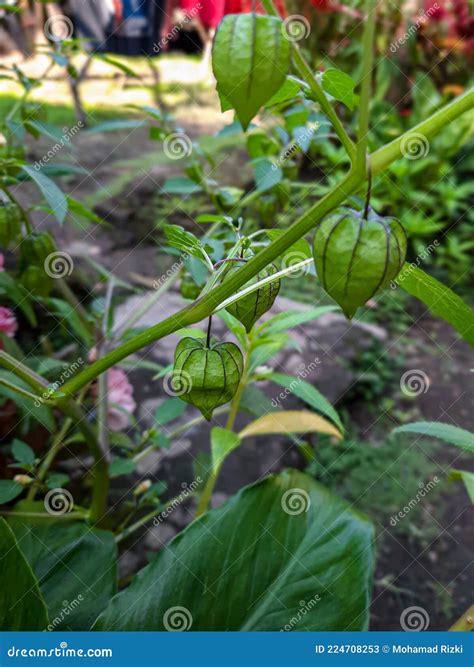 The Cipluan Fruit Its So Cute Stock Image Image Of Nature Cute 224708253