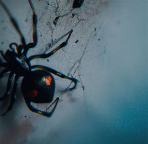 github xcatolin oswe prep resources and exploits made for oswe