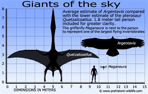 Size Comparison Of The Giants Of The Sky Quetzalcoatlus Argentavis