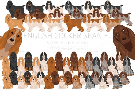 English Cocker Spaniel Show Type
