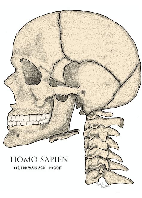 Homo Sapiens Skull Poster By Rachel Taunton Displate