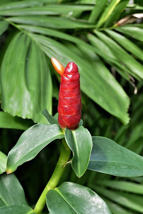 100 Free Ginger Plant And Ginger Images Pixabay