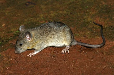 Rata Negra Rattus Rattus Características Peste Y Curiosidades