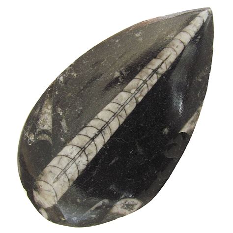 Orthoceras Afbeeldingen Over Orthoceras Blader In Stockfotos