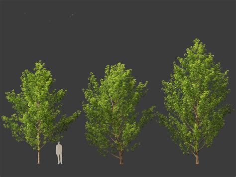 Populus Canadensis — Canadian Poplar 01 3d модель Скачать Деревья на