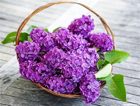 30 عکس از زیبایی گل بنفش که دل شما را میبرد