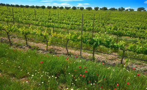 2 856 폰트 Pictures 무료 다운로드 사진 그림 및 배경 이미지 Pngtree