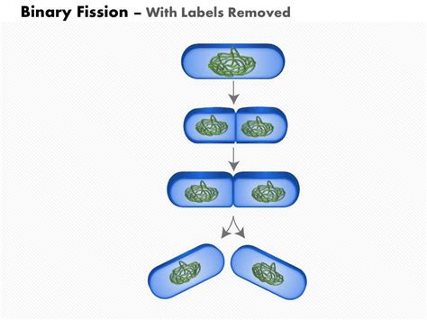 0714 The Process Of Binary Fission Medical Images For Powerpoint Graphics Presentation
