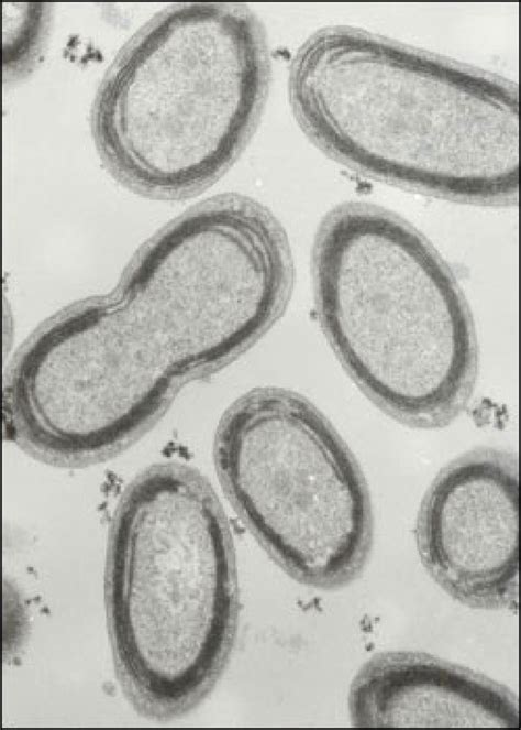 C More Games Microbe Profile English Grades 6 And Up