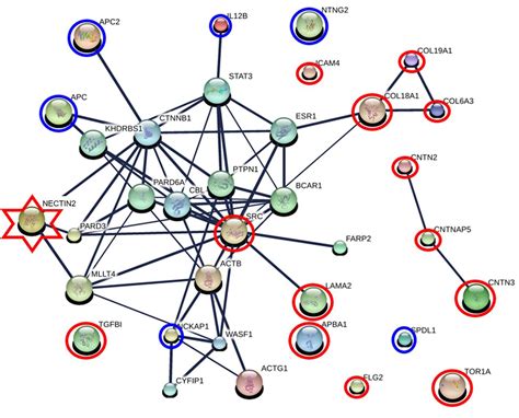 analysis of protein protein interactions identifies nectin2 as a target