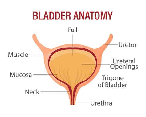 Premium Vector Full Bladder Urinary Bladder With Urine Anatomy Of The