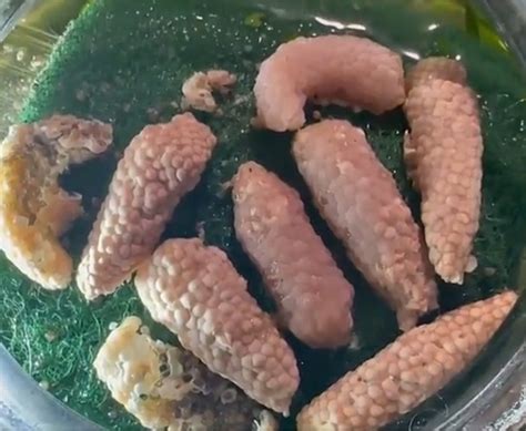 My Mystery Snails Have Been Lay Egg Clutches Like Crazy Can I Feed The Eggs To My Bts R