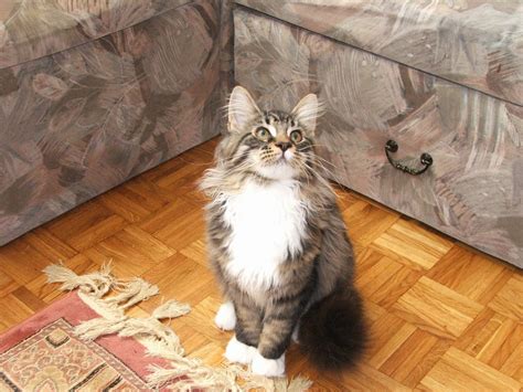 Duch Nocy - Hodowla Kotów Maine Coon