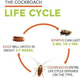 Life Cycle Of Cockroaches And How To Combat Them Ecomist Blog