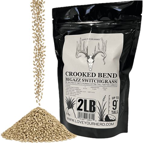 Bigazz Switchgrass Seed Bulk Rc Big Rock Variety Extra Tall Drought