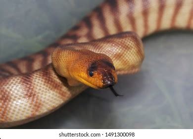 Woma Python Strike Position Stock Photo Shutterstock