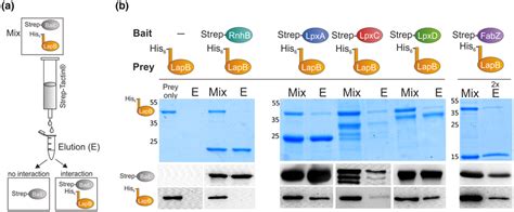 pulldown experiments validate interactions of lapb with cytoplasmic