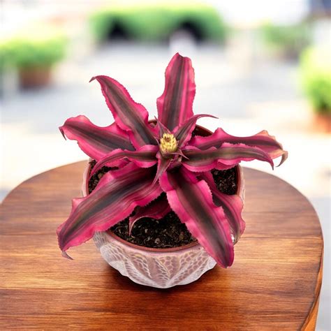 Cryptanthus ‘ruby Star Bromeliada Compacta Cu Frunzis Rosu Fucsia S