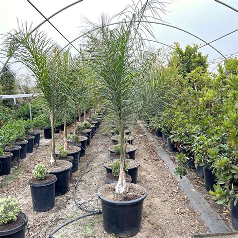 Queen Palm Tree Plants Express