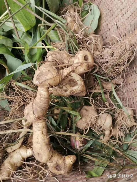 黄精泡酒的功效与作用 黄精泡酒的家常做法 知乎