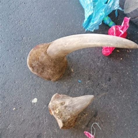 Chinese National Rhino Horn