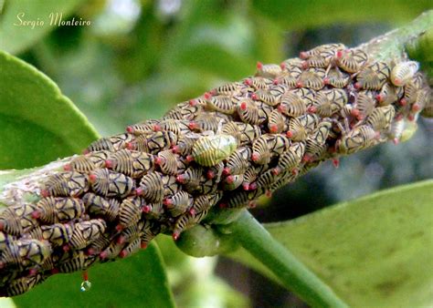 Treehopper Nymphs Project Noah