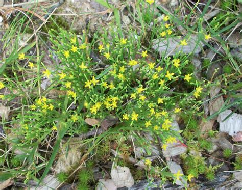 Orange Grass Hypericum Gentianoides Western Carolina Botanical Club